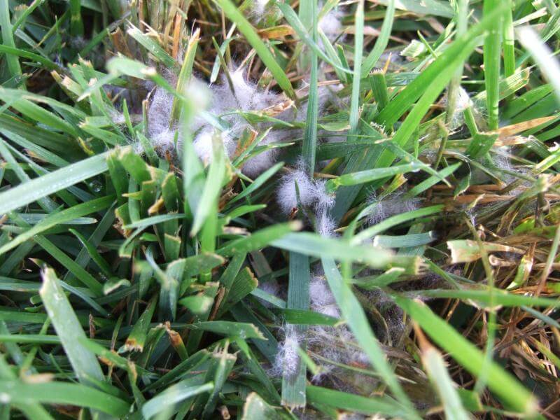 Greenleaf Turf Solutions